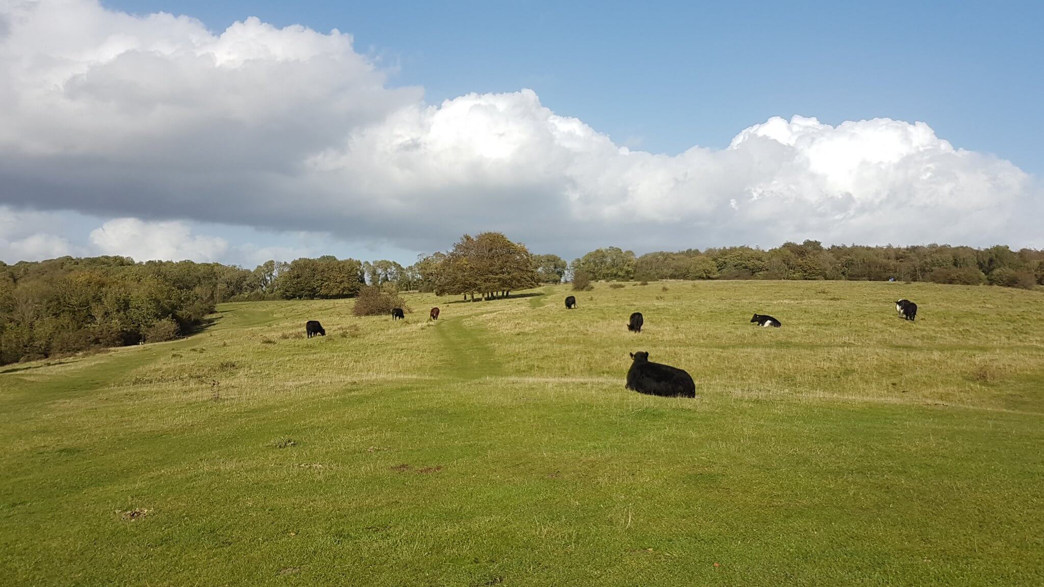 Walk through Standish Woods & Haresfield Beacon Then To Beacon Pub