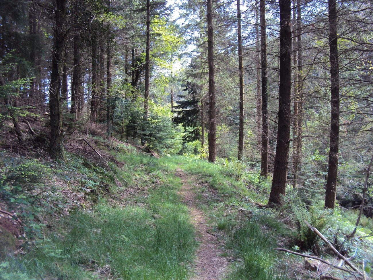 Forest of Dean Visitor Guide: Things to do & Places to Visit